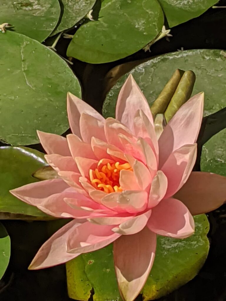 How to set up a Lotus Pond at Home - GurgaonMoms