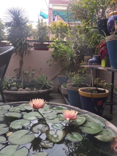 How to set up a Lotus Pond at Home - GurgaonMoms
